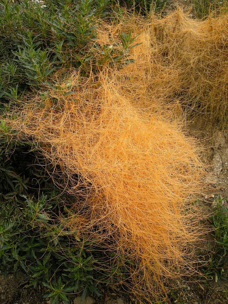Chaparral dodder (Cuscuta californica) Care Guide: Pests, Diseases ...