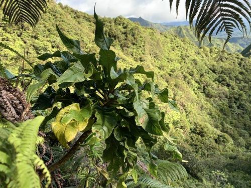 Leechleaf cyanea (Cyanea undulata) Care Guide: Pests, Diseases ...
