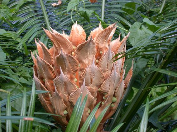 Micronesian cycad (Cycas micronesica) Care Guide: Pests, Diseases ...