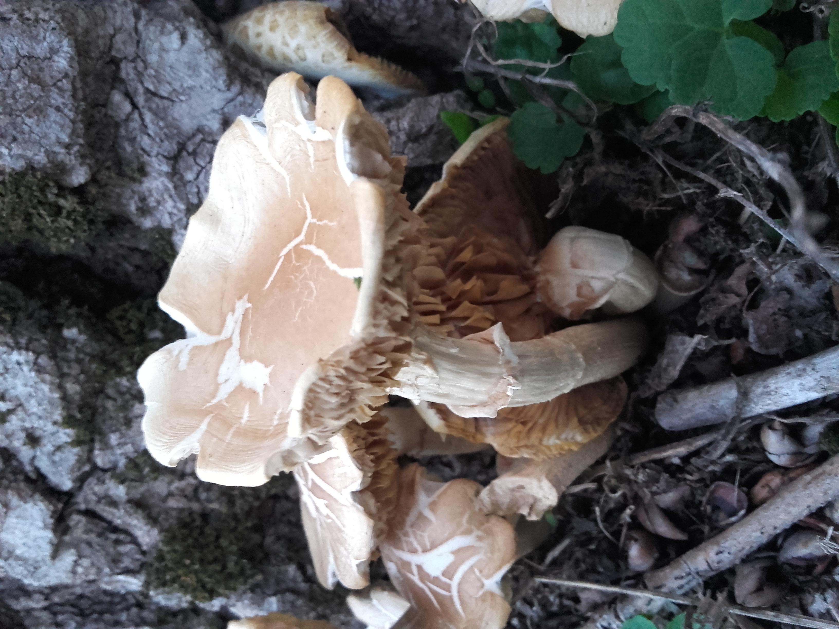 How to identify Poplar fieldcap (Cyclocybe aegerita) | PlantJoy
