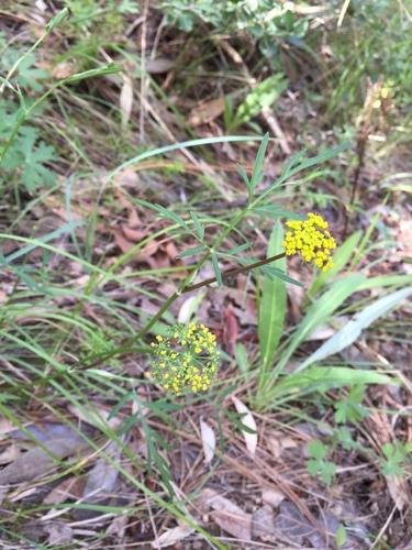 Alpine false springparsley (Cymopterus lemmonii) Care Guide: Pests ...