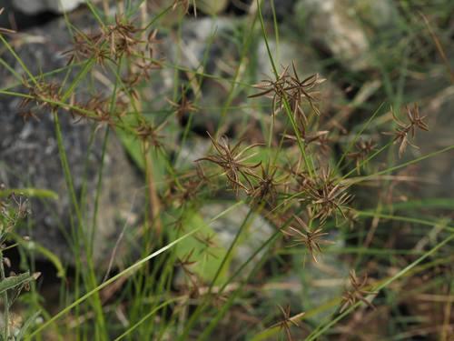 Yellow flatsedge (Cyperus flavidus) Care Guide: Pests, Diseases ...