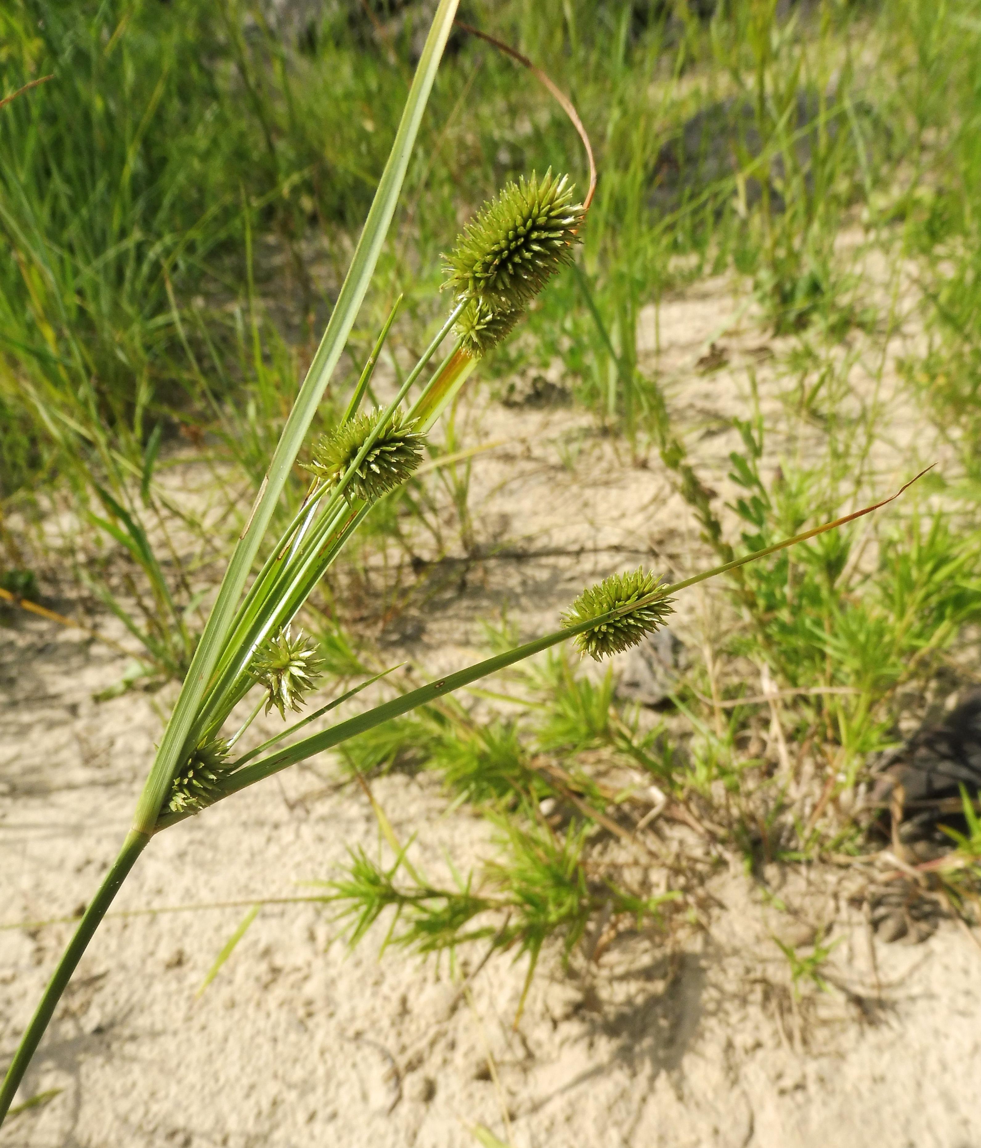 The Pine barren flatsedge Plant Advantage: Maximizing Home and Office ...