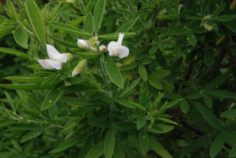 Tree lucerne (Cytisus proliferus) Care Guide: Pests, Diseases, Watering ...