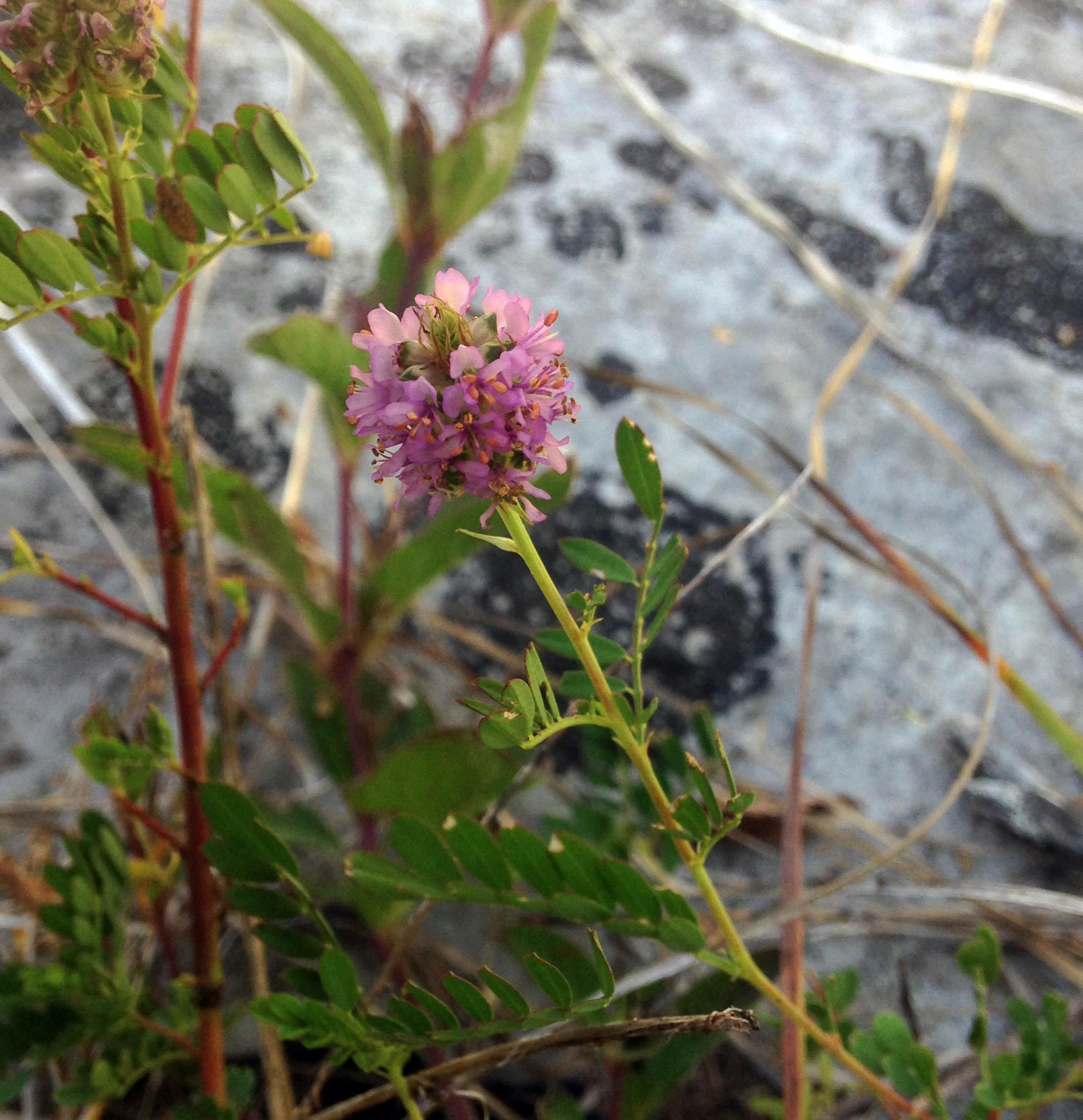 Leafy prairie clover (Dalea foliosa) Care Guide: Pests, Diseases ...