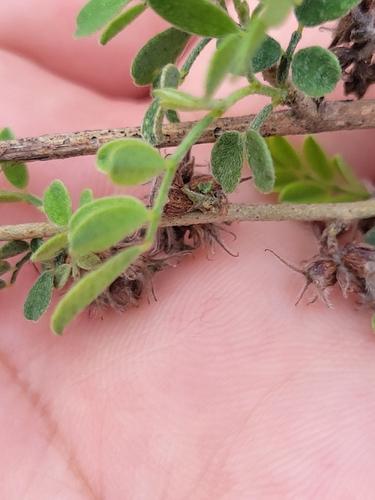 Low prairie clover (Dalea scandens) Care Guide: Pests, Diseases ...