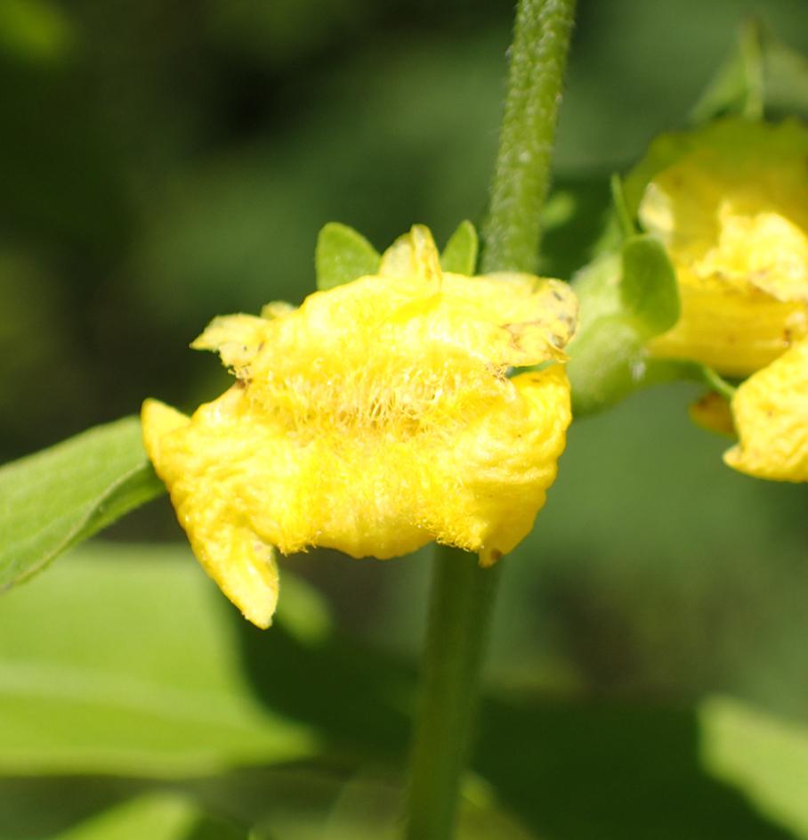 Mullein foxglove (Dasistoma macrophylla) Care Guide: Pests, Diseases ...