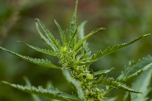 Durango root (Datisca glomerata) Care Guide: Pests, Diseases, Watering ...