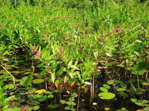 Swamp loosestrife (Decodon verticillatus) Care Guide: Pests, Diseases ...