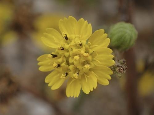 Coastal tarweed (Deinandra corymbosa) Care Guide: Pests, Diseases ...
