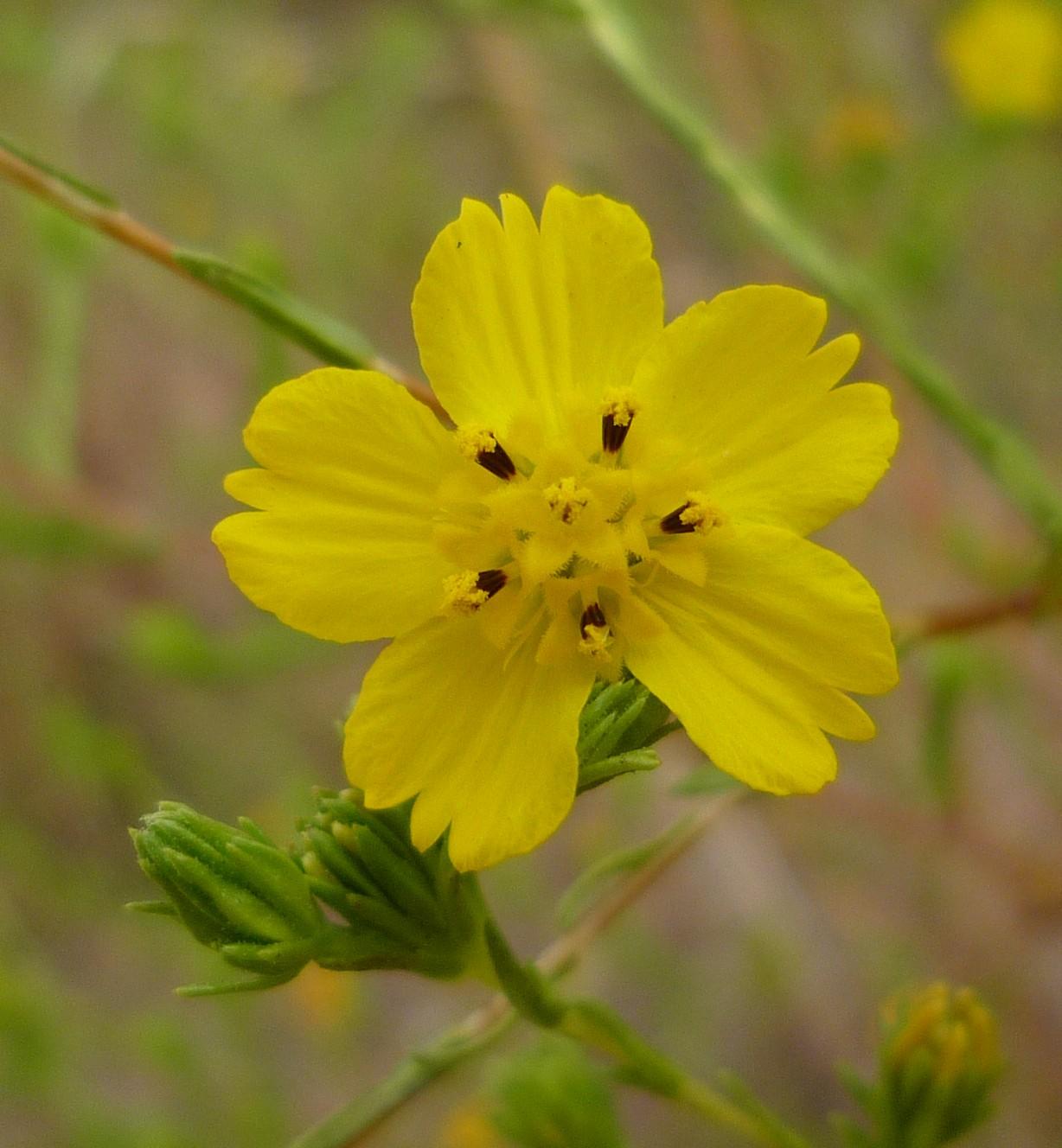 Common tarweed (Deinandra fasciculata) Care Guide: Pests, Diseases ...