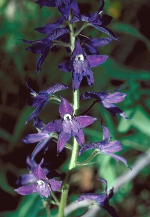 Subalpine larkspur (Delphinium barbeyi) Care Guide: Pests, Diseases ...