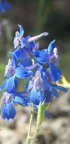 Twolobe larkspur (Delphinium nuttallianum) Care Guide: Pests, Diseases ...