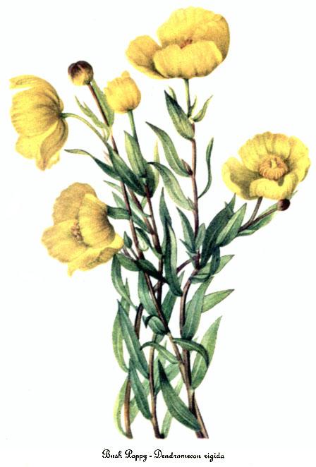 Bush poppy (Dendromecon rigida) Care Guide: Pests, Diseases, Watering ...