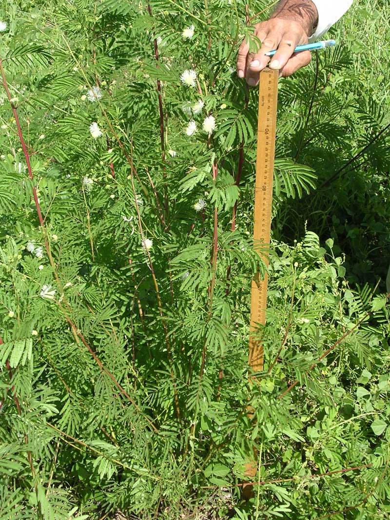 Two-horn bundleflower (Desmanthus bicornutus) Care Guide: Pests ...