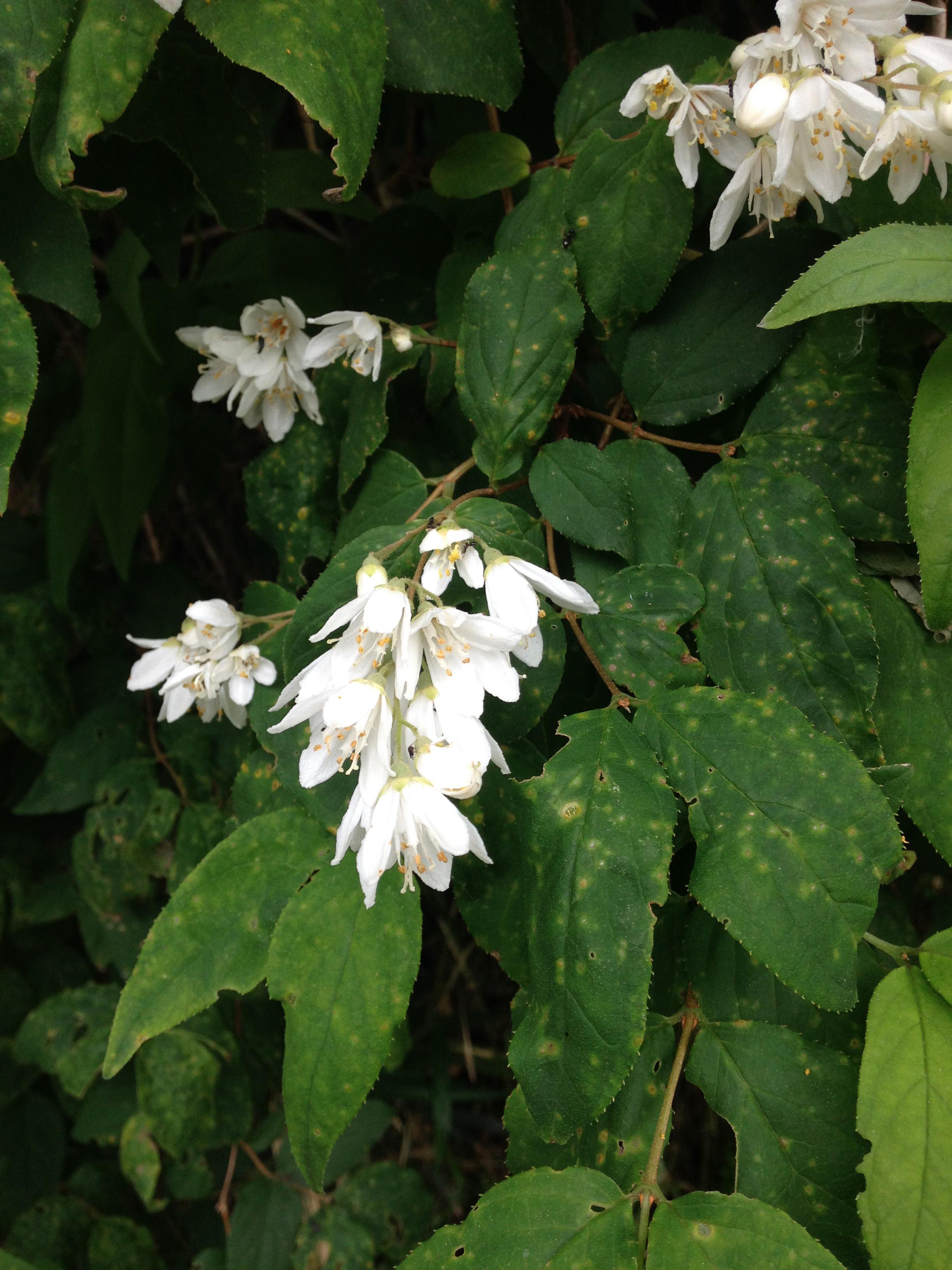 Crenate pride-of-rochester (Deutzia crenata) Care Guide: Pests ...