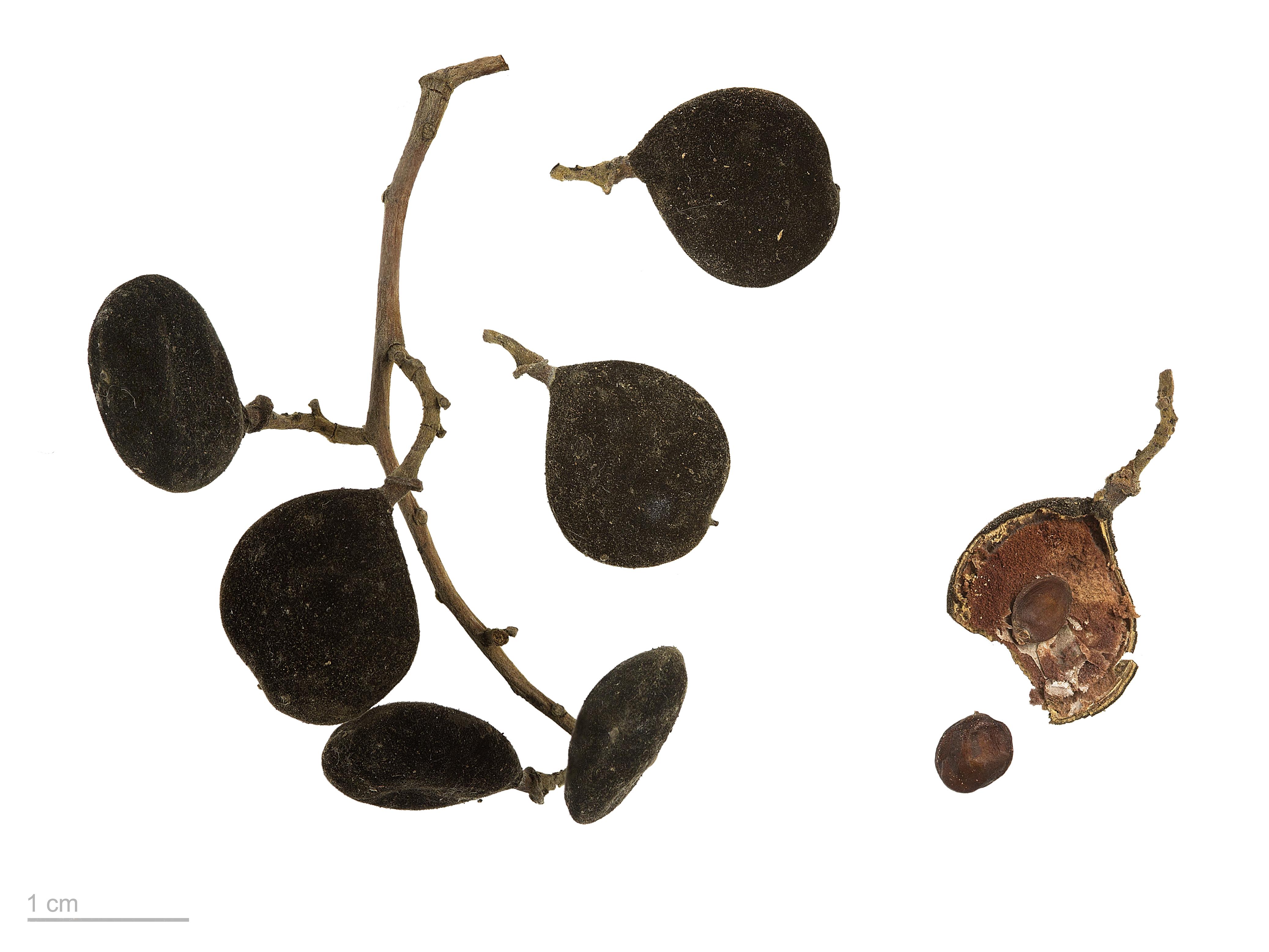 Dialiums (Dialium) (Dialium) Care Guide: Pests, Diseases, Watering ...
