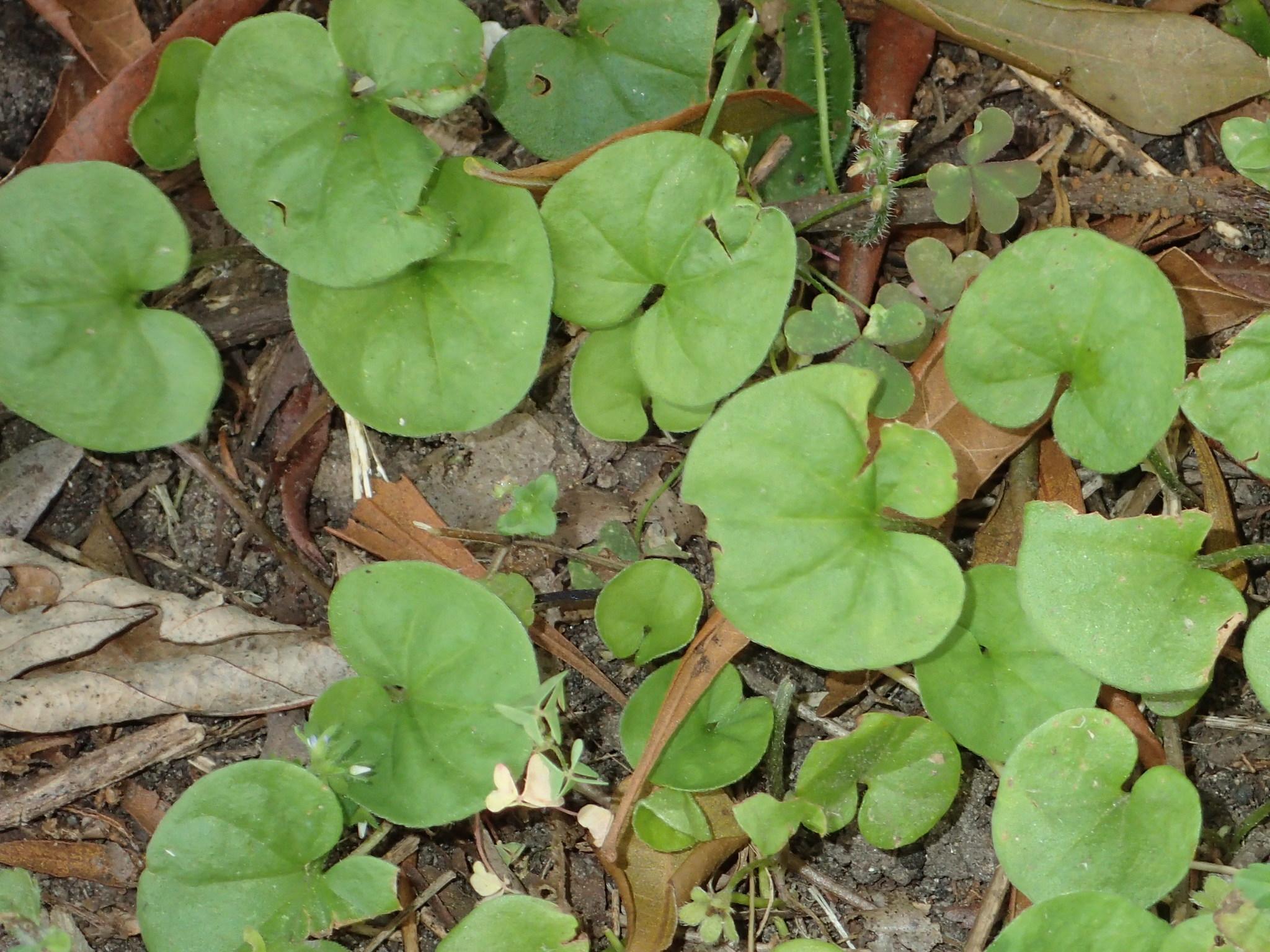 Carolina ponyfoot (Dichondra carolinensis) Care Guide: Pests, Diseases ...