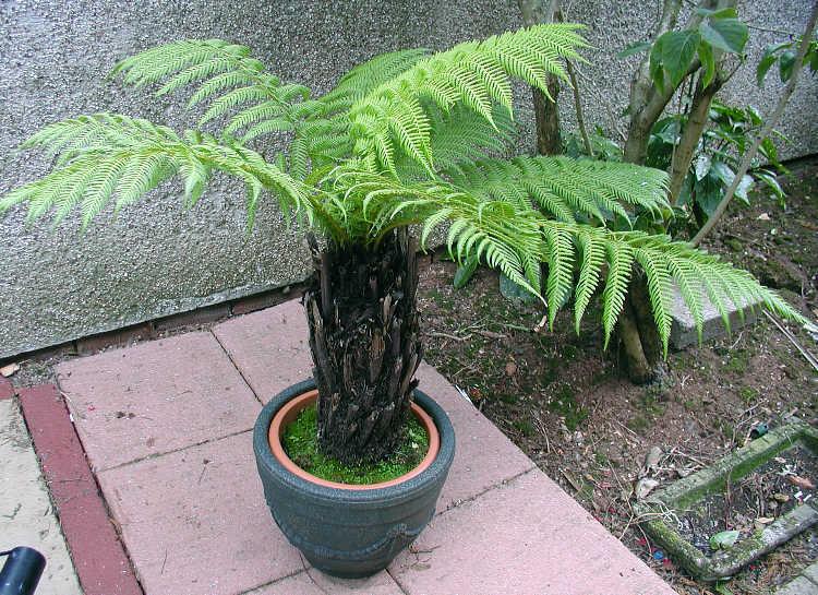 How to Propagate Australian tree fern: Complete Propagation Guide ...