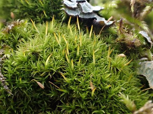 Curly thatch moss (Dicranoweisia cirrata) Care Guide: Pests, Diseases ...