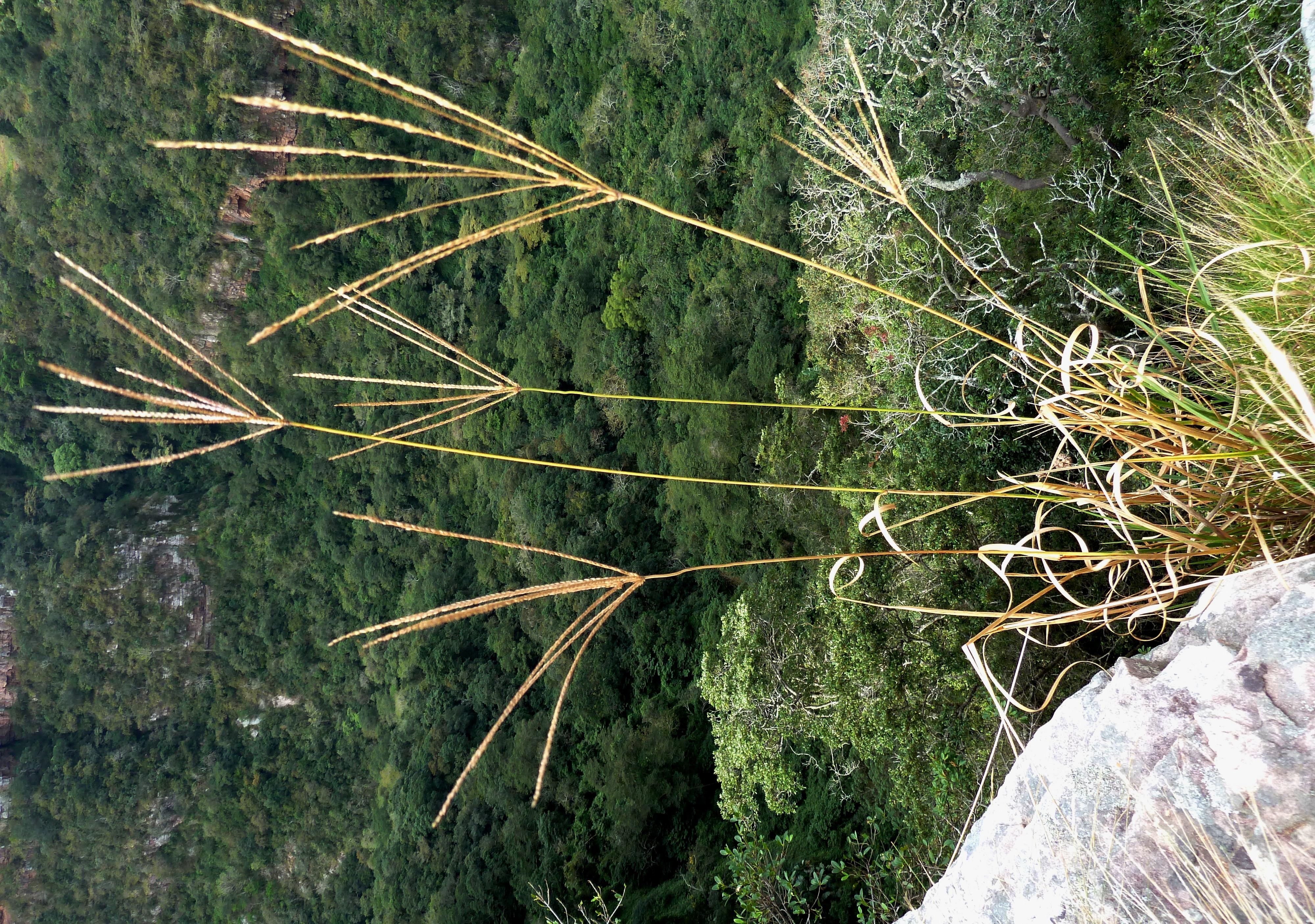 Digit grass (Digitaria eriantha) Care Guide: Pests, Diseases, Watering ...