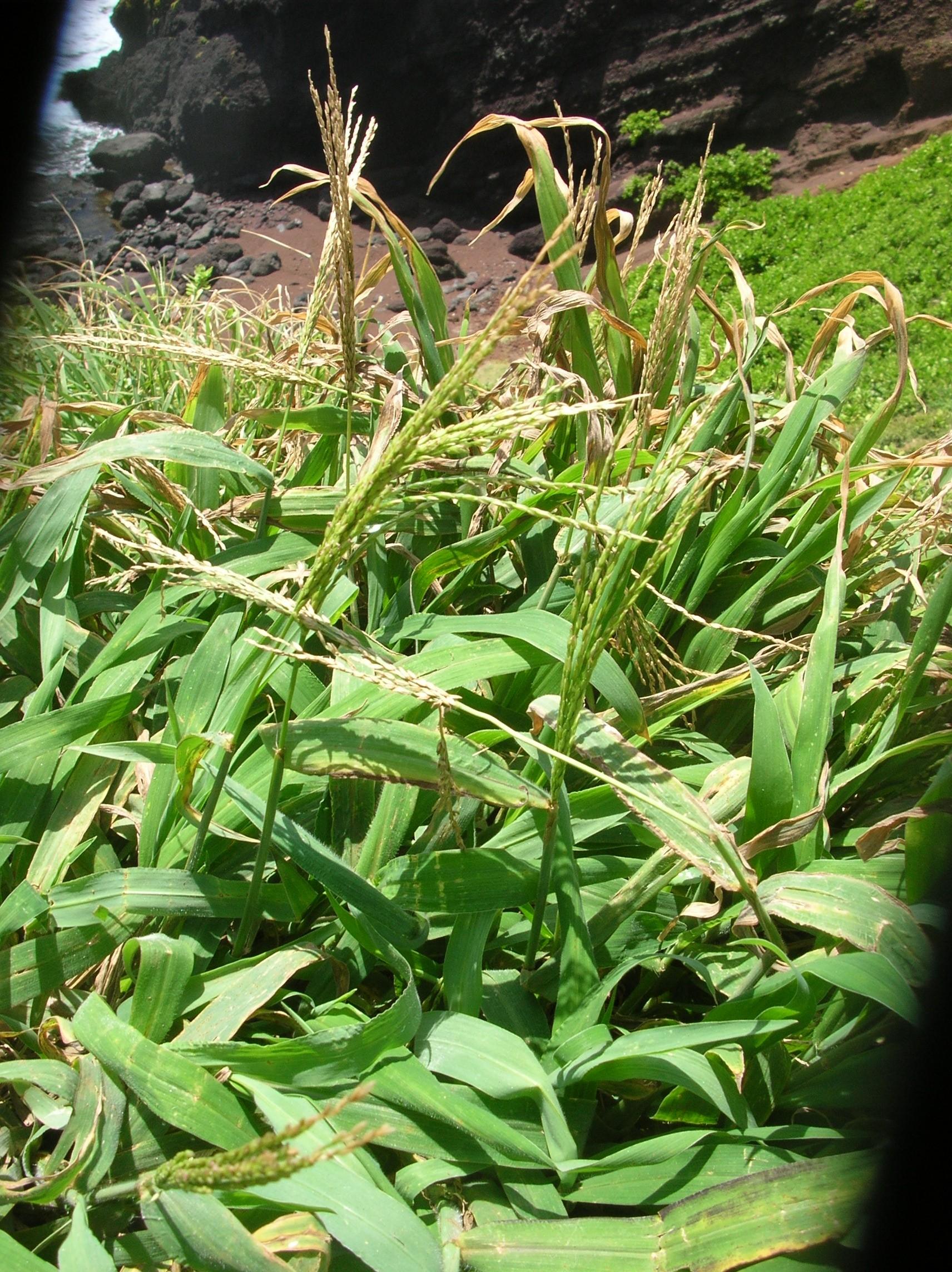 Sourgrass (Digitaria insularis) Care Guide: Pests, Diseases, Watering ...
