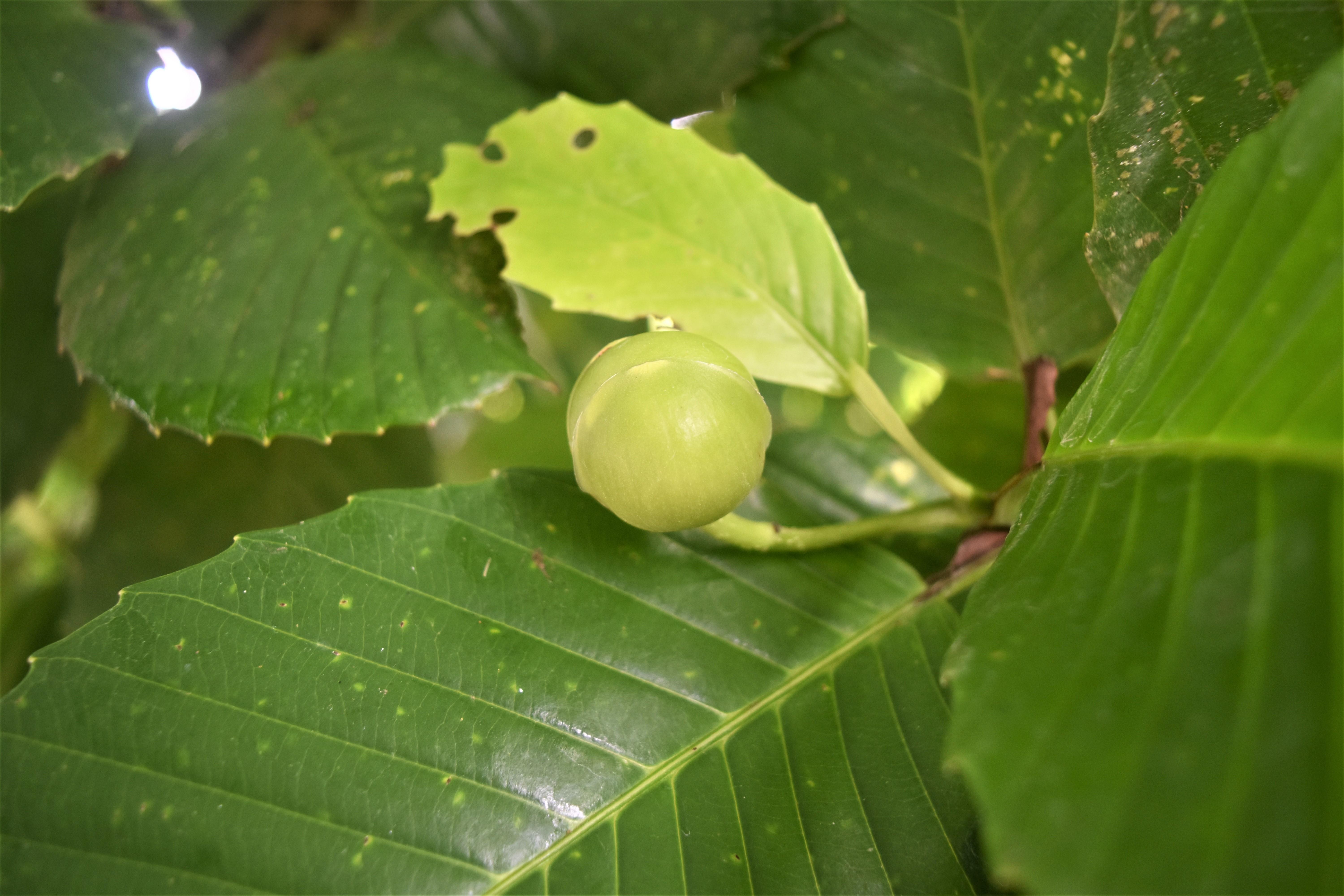 How to Propagate Katmon: Complete Propagation Guide | ForwardPlant