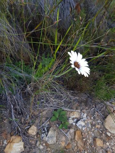 Oxeye rain daisy (Dimorphotheca nudicaulis) Care Guide: Pests, Diseases ...