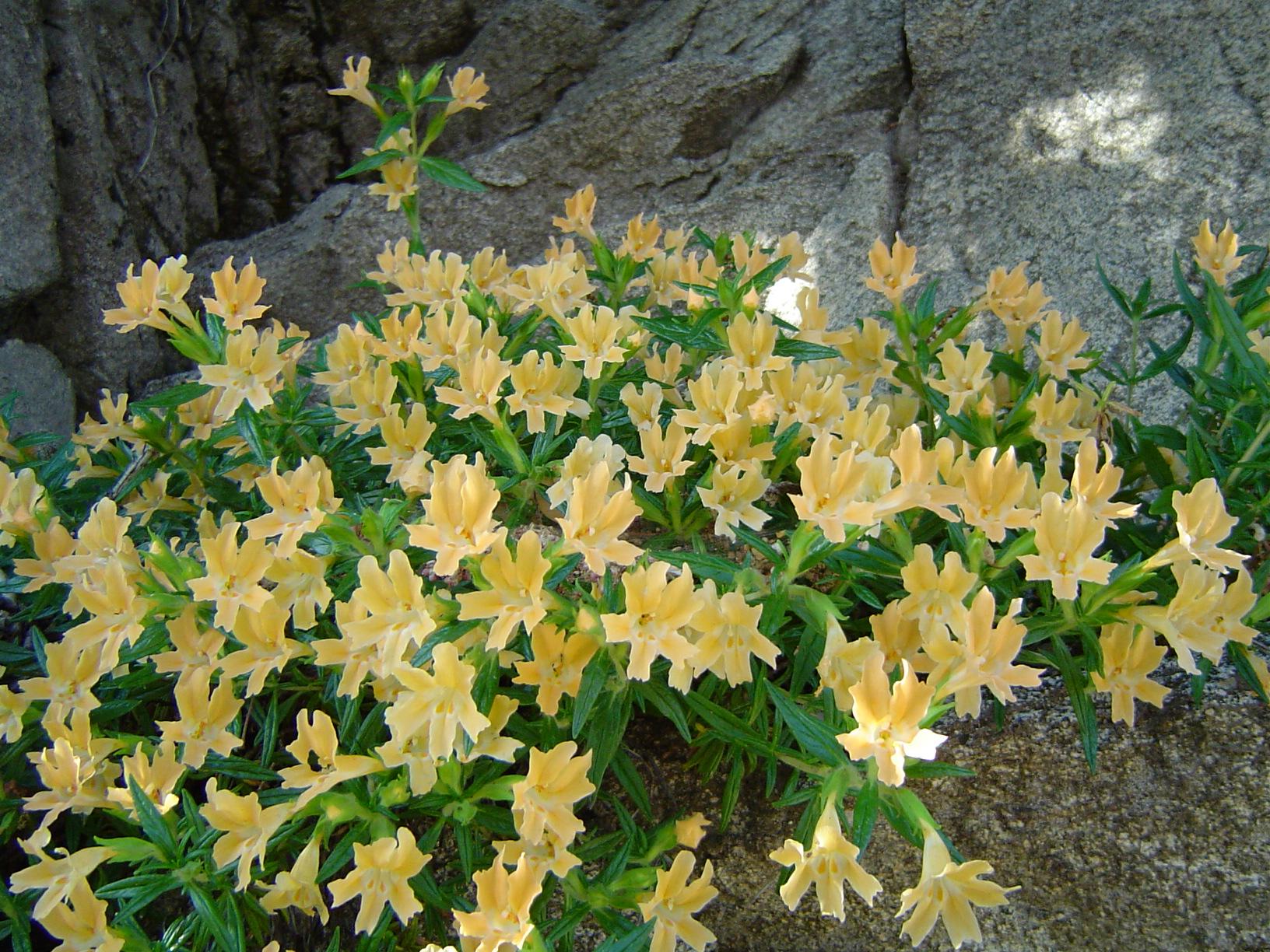 Sticky monkey-flower (Diplacus aurantiacus) Care Guide: Pests, Diseases ...