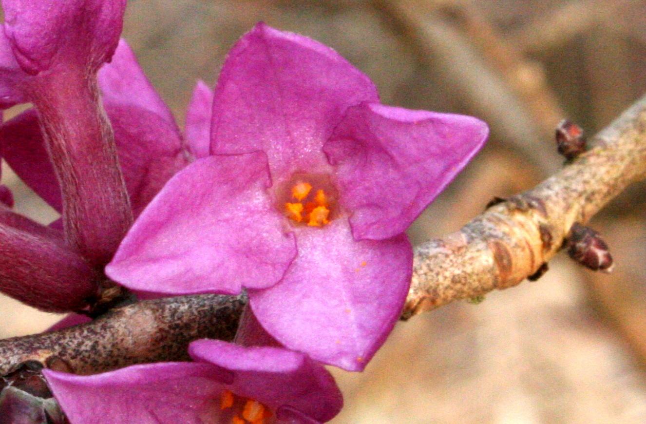 Eastern leatherwood (Dirca palustris) Care Guide: Pests, Diseases ...