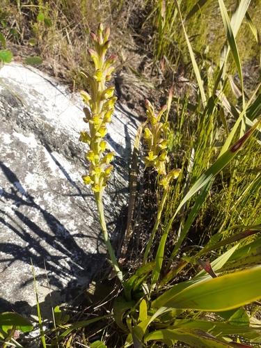 Disa bolusiana (Disa bolusiana) Care Guide: Pests, Diseases, Watering ...