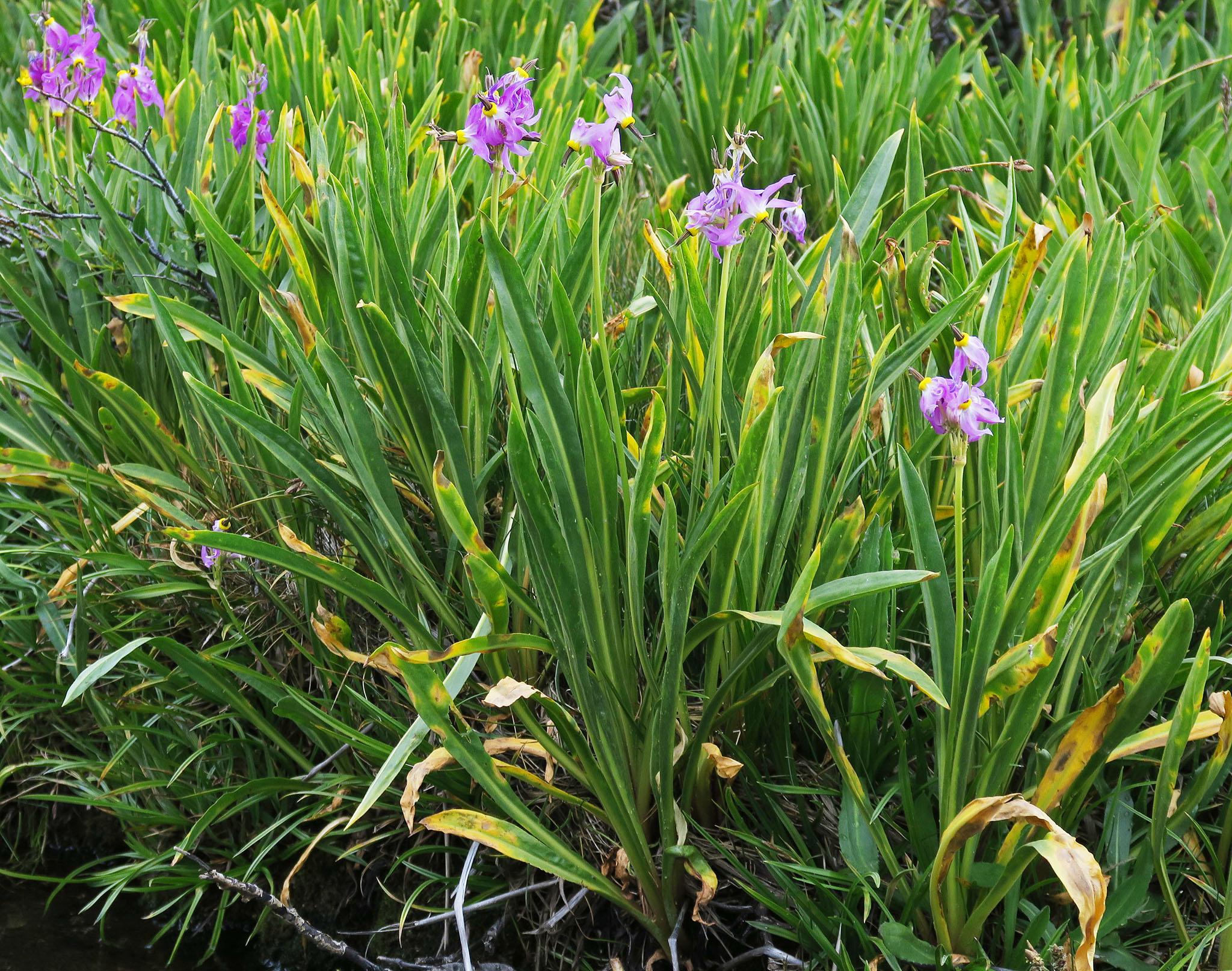 Scented shootingstar (Dodecatheon redolens) Care Guide: Pests, Diseases ...