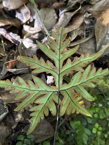Digit fern (Doryopteris pedata) Care Guide: Pests, Diseases, Watering ...