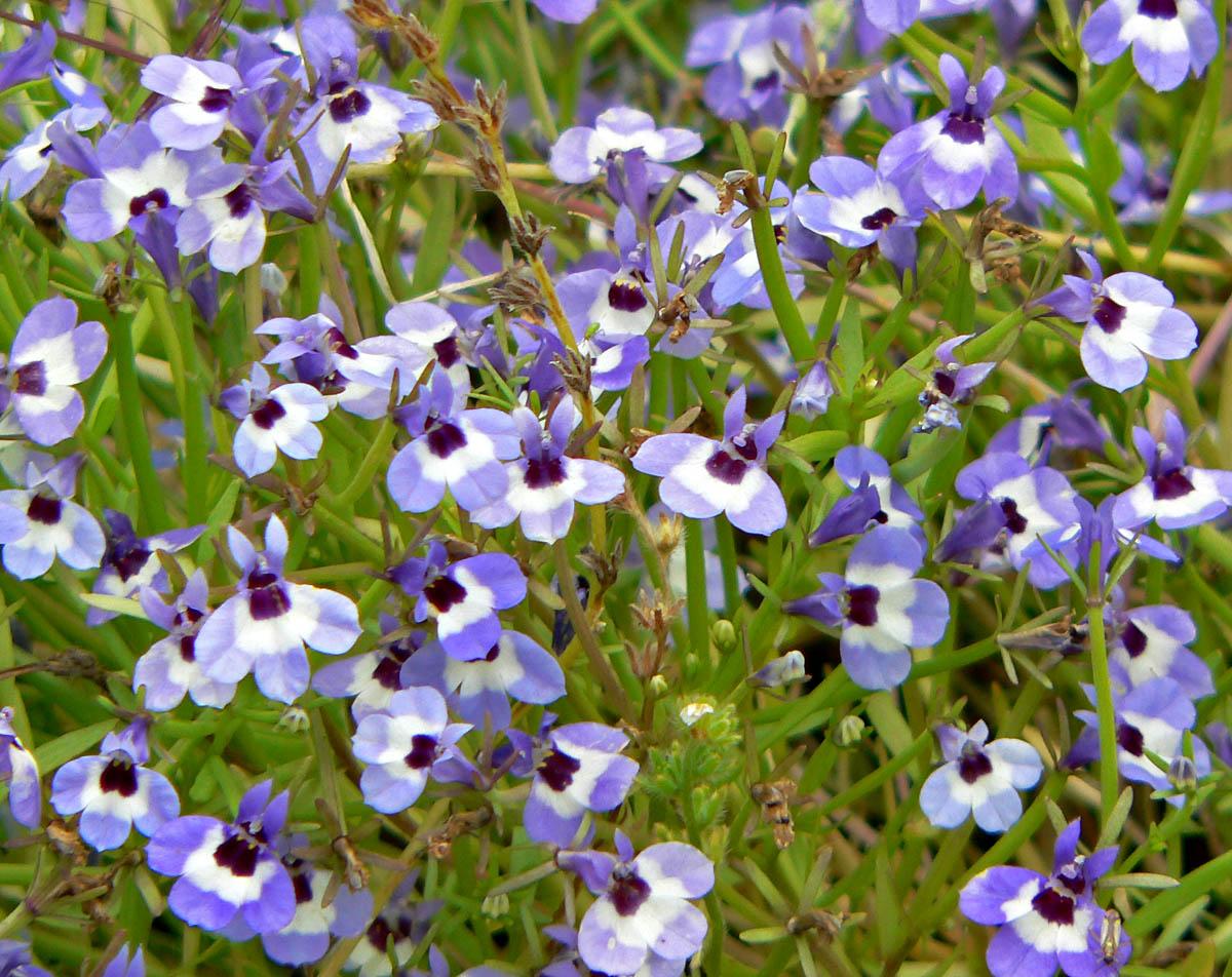 Maroon-spot calico-flower (Downingia concolor) Care Guide: Pests ...