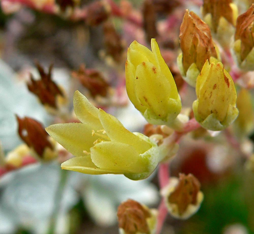 Feng Shui for Bluff lettuce: Complete Guide | ForwardPlant