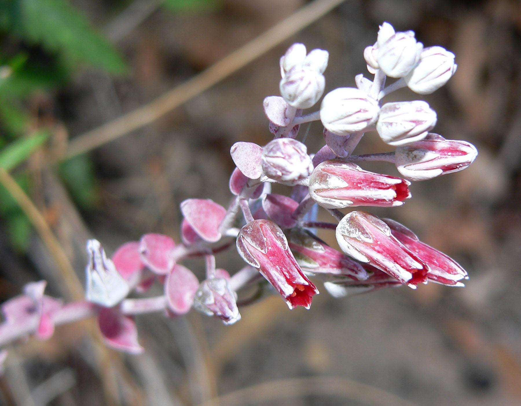 Chalk Lettuce (Dudleya pulverulenta) Care Guide: Pests, Diseases ...