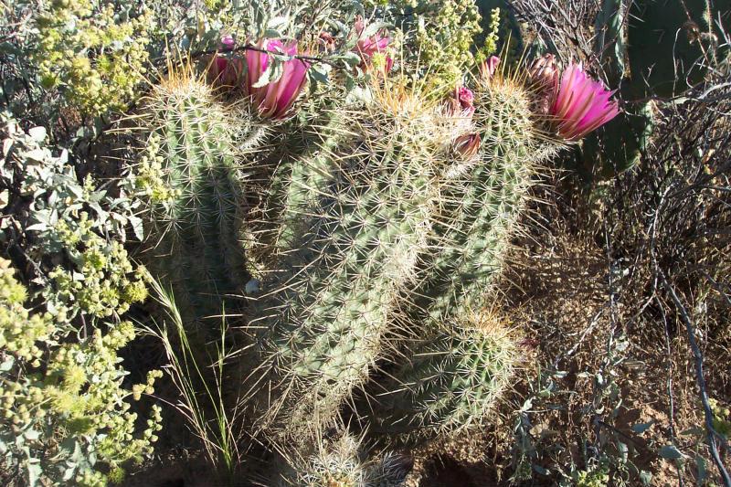 Pinkflower hedgehog cactus (Echinocereus fasciculatus) Care Guide ...