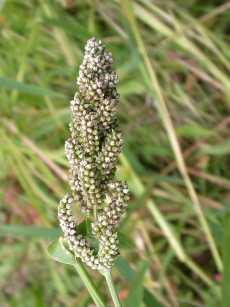 The Japanese millet Plant Advantage: Maximizing Home and Office Appeal ...