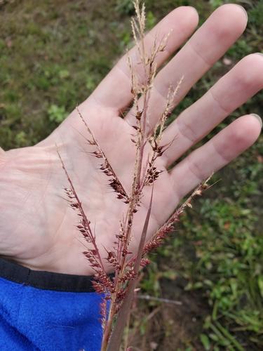 Coast cockspur grass (Echinochloa walteri) Care Guide: Pests, Diseases ...
