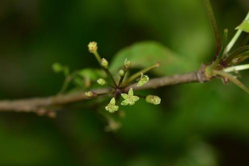 Chinese ginseng (Eleutherococcus nodiflorus) Care Guide: Pests ...