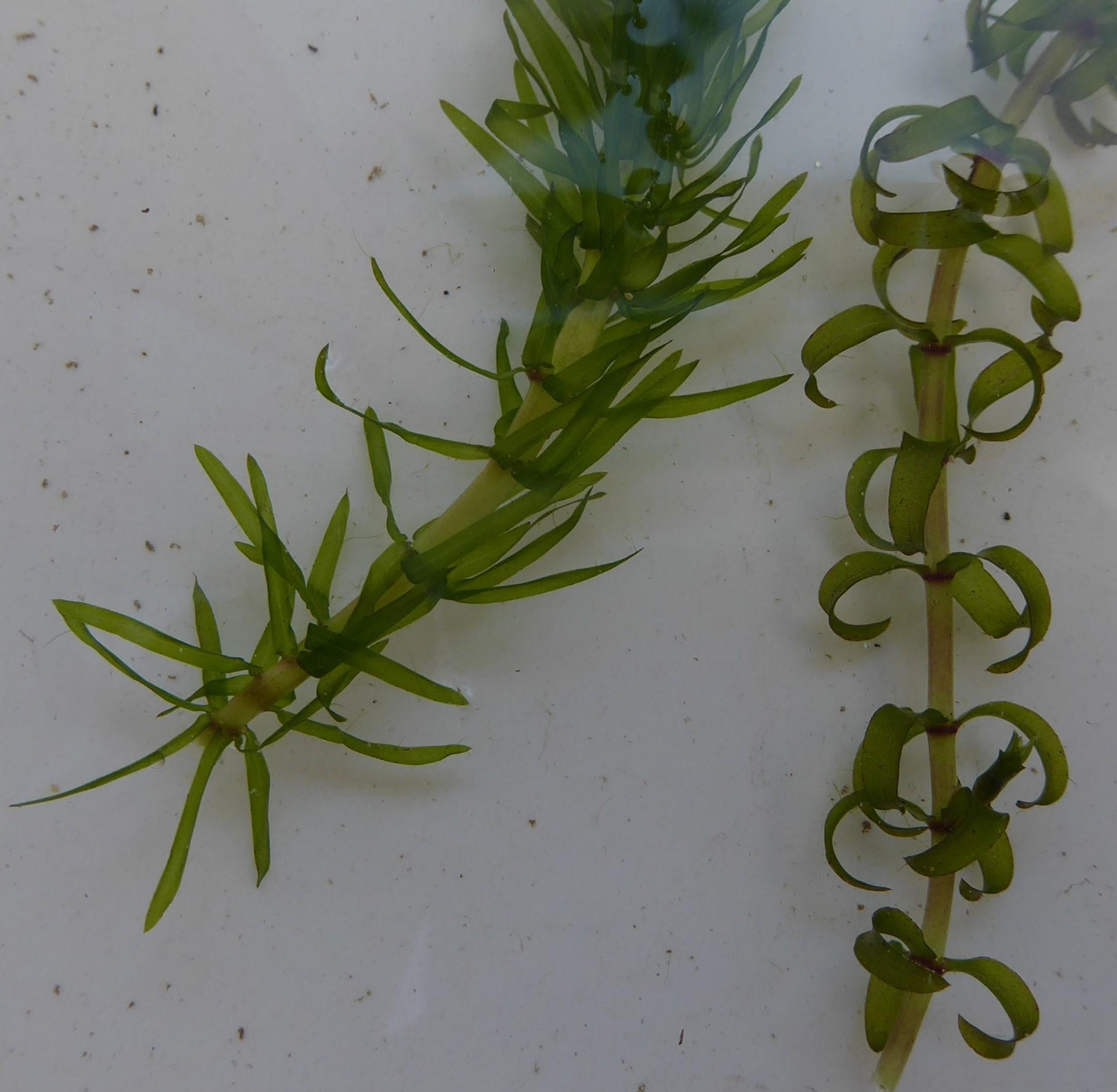 Western waterweed (Elodea nuttallii) Care Guide: Pests, Diseases ...