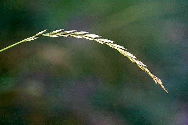 Quack grass (Elymus repens) Care Guide: Pests, Diseases, Watering ...