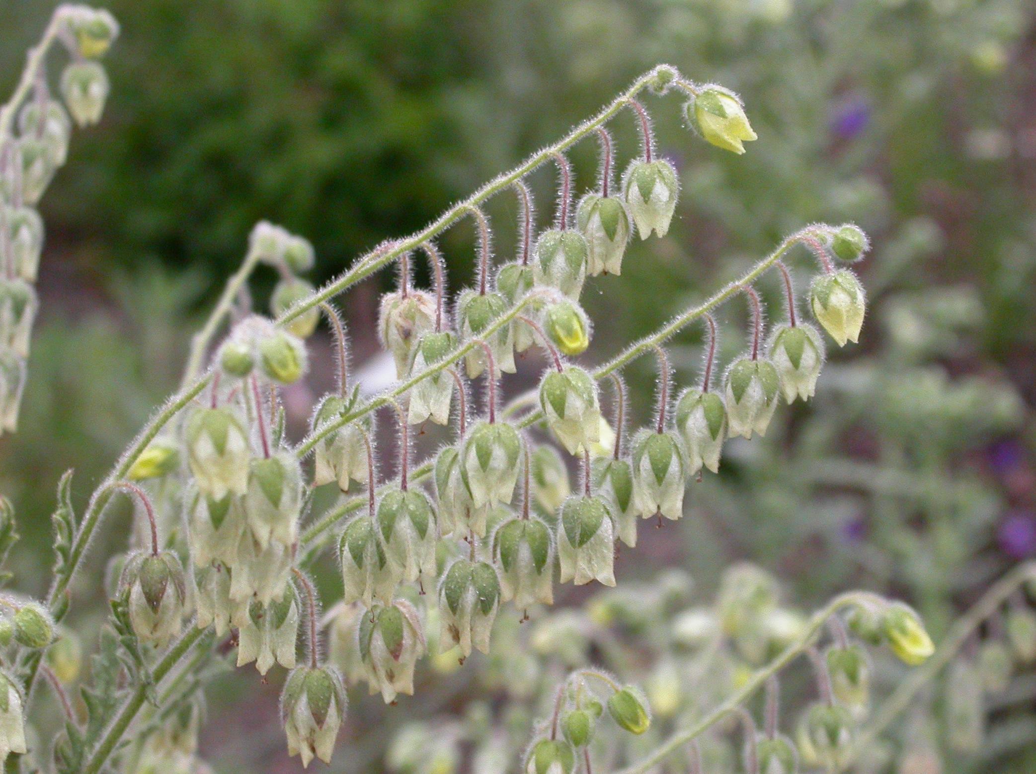 Whispering bells (Emmenanthe penduliflora) Care Guide: Pests, Diseases ...