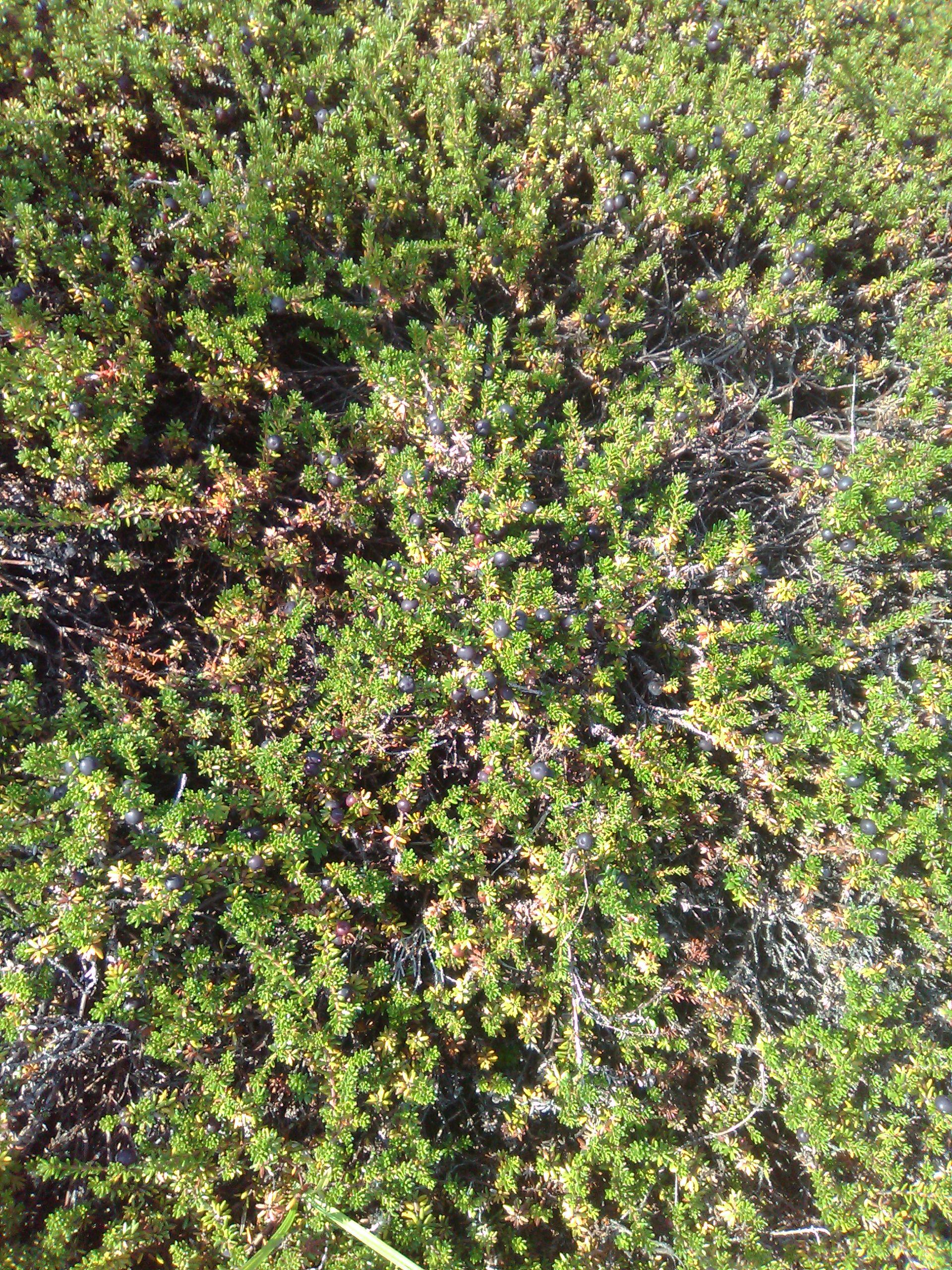 Black crowberry (Empetrum nigrum) Care Guide: Pests, Diseases, Watering ...