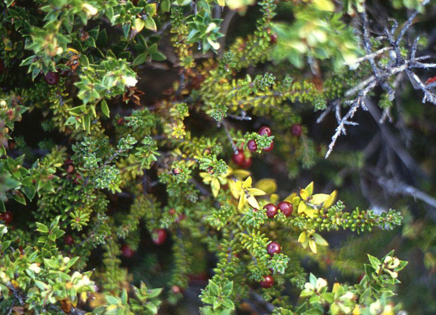Empetrum rubrum (Empetrum rubrum) Care Guide: Pests, Diseases, Watering ...