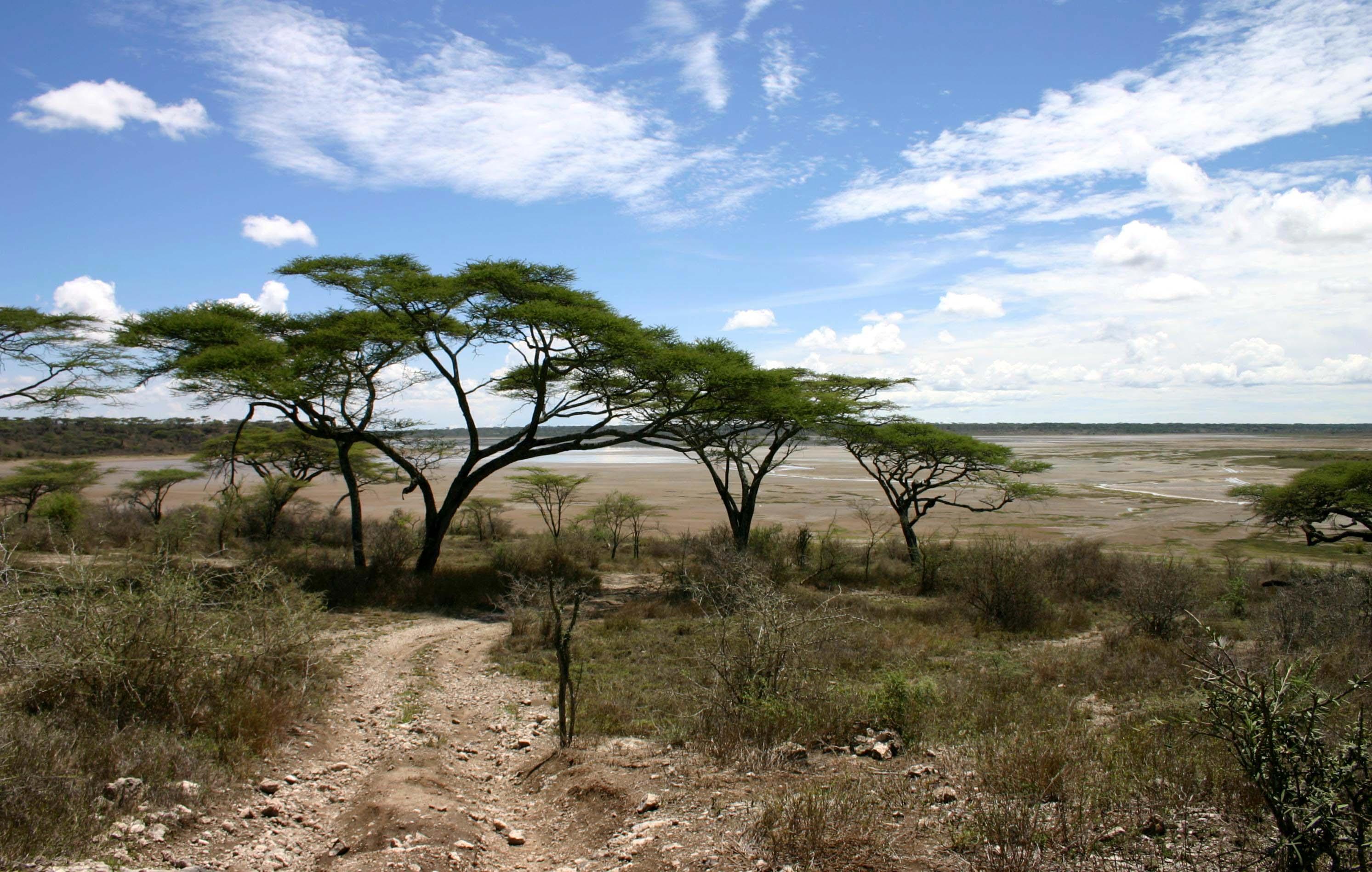 Pacara earpod tree (Enterolobium contortisiliquum) Care Guide: Pests ...