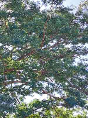 Pacara earpod tree (Enterolobium contortisiliquum) Care Guide: Pests ...