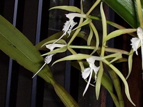 Orchid (Epidendrum) (Epidendrum) Care Guide: Pests, Diseases, Watering ...