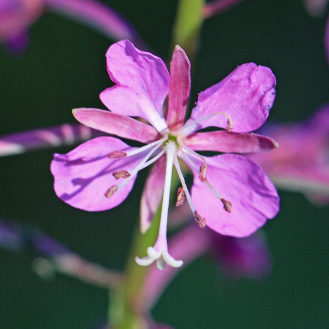 Fireweed (Epilobium angustifolium) Care Guide: Pests, Diseases ...