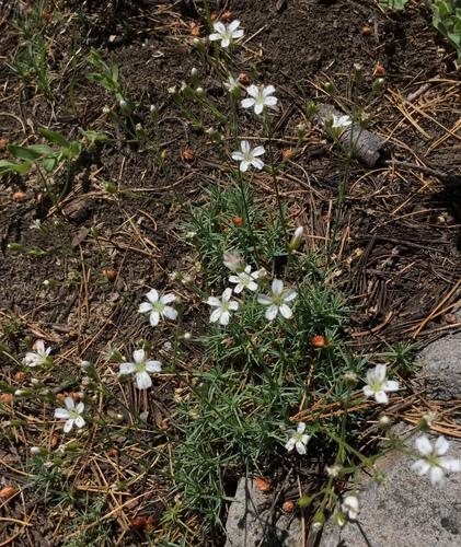 Rosy king sandwort (Eremogone kingii) Care Guide: Pests, Diseases ...